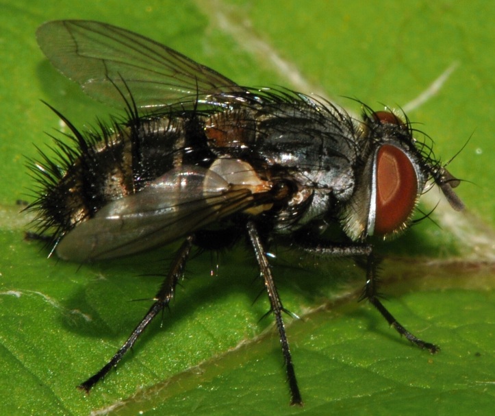 Diptera.info - Discussion Forum: Huebneria affinis(female)? (Carcelia sp.)