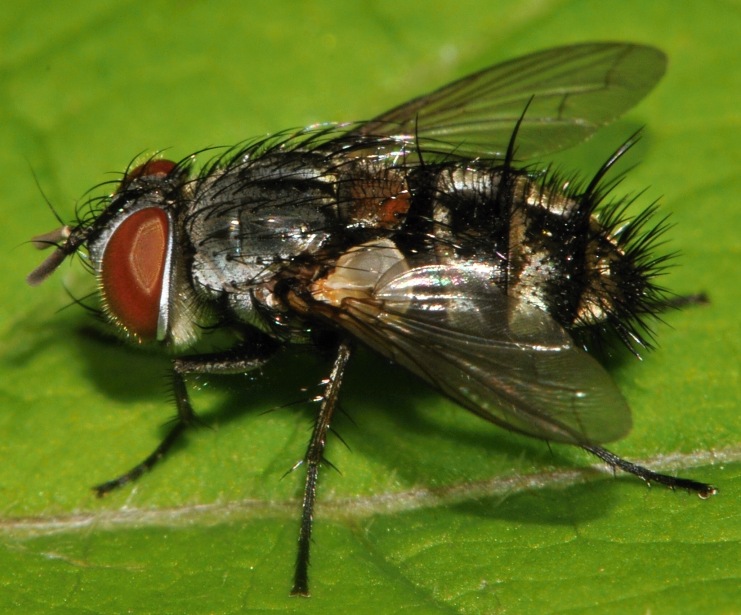 Diptera.info - Discussion Forum: Huebneria affinis(female)? (Carcelia sp.)