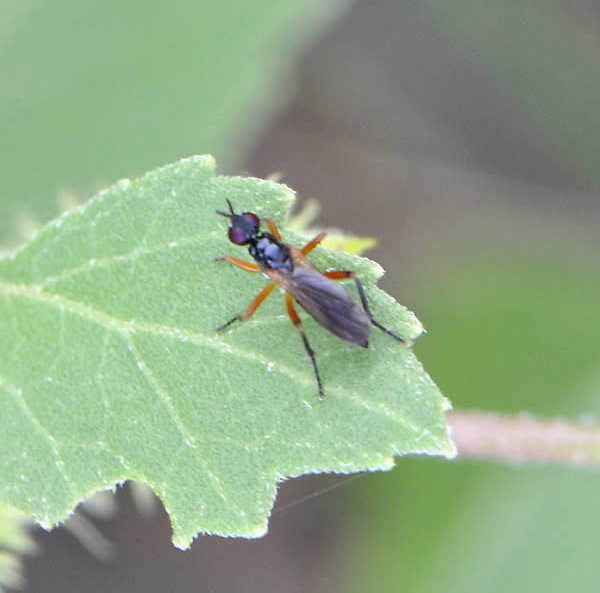 Diptera.info - Discussion Forum: Psilidae?