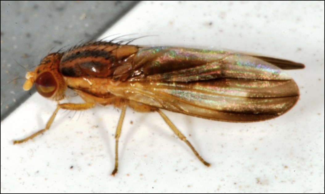 Diptera.info - Discussion Forum: Sciomyzidae_ID? (Peplomyza sp.)