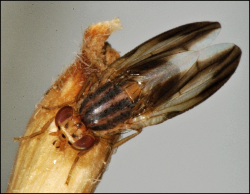 Diptera.info - Discussion Forum: Sciomyzidae_ID? (Peplomyza sp.)