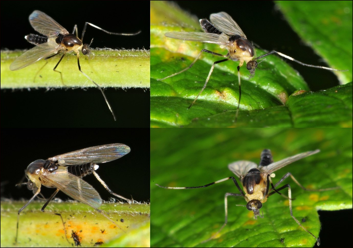 Diptera.info - Discussion Forum: Cricotopus? (Cricotopus(female)