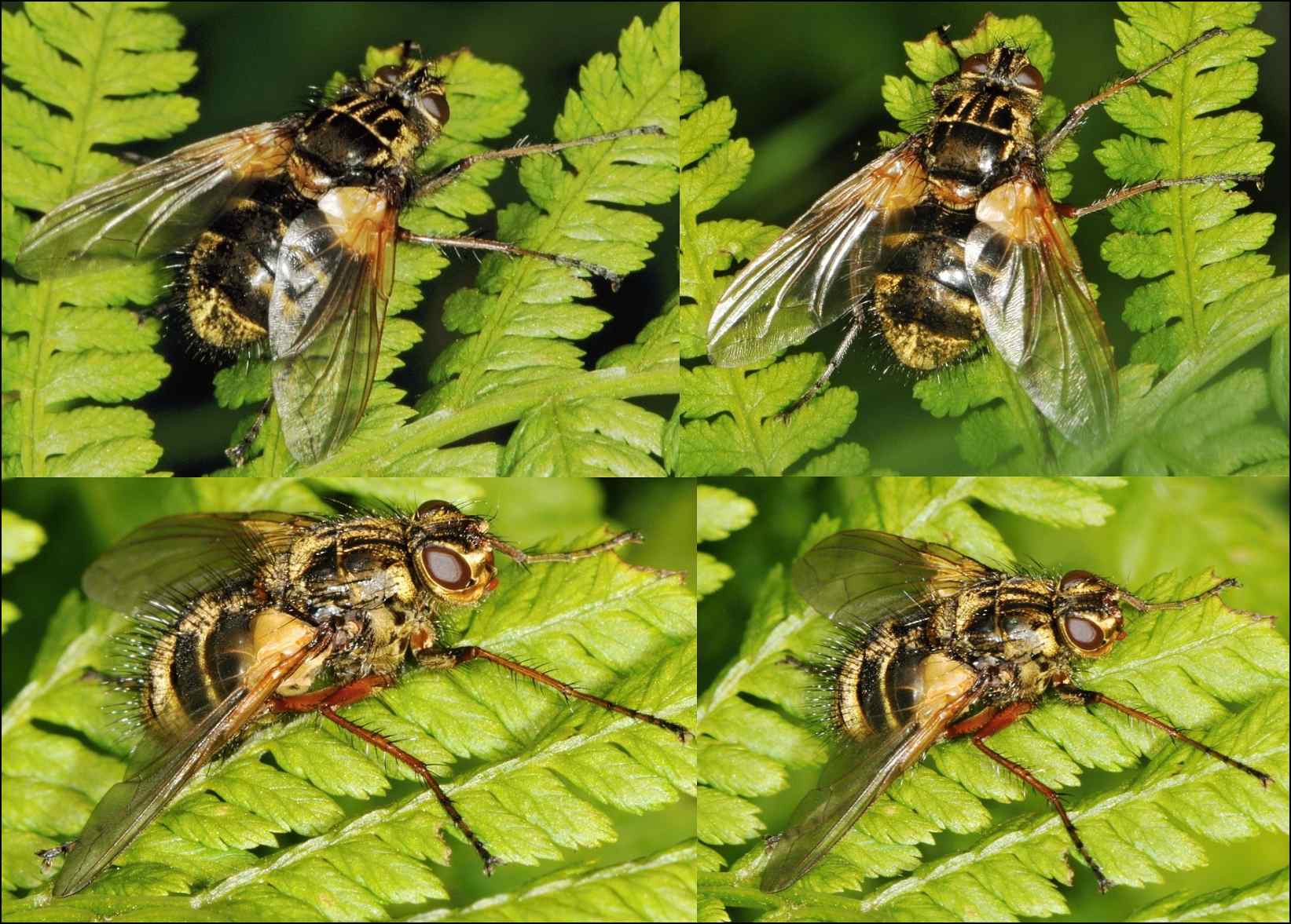 Diptera.info - Discussion Forum: 222_ID? (Trixa cf. caerulescens(female)