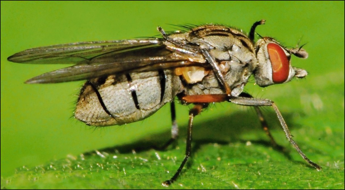 Diptera.info - Discussion Forum: Haematobosca stimulans? (Haematobosca ...