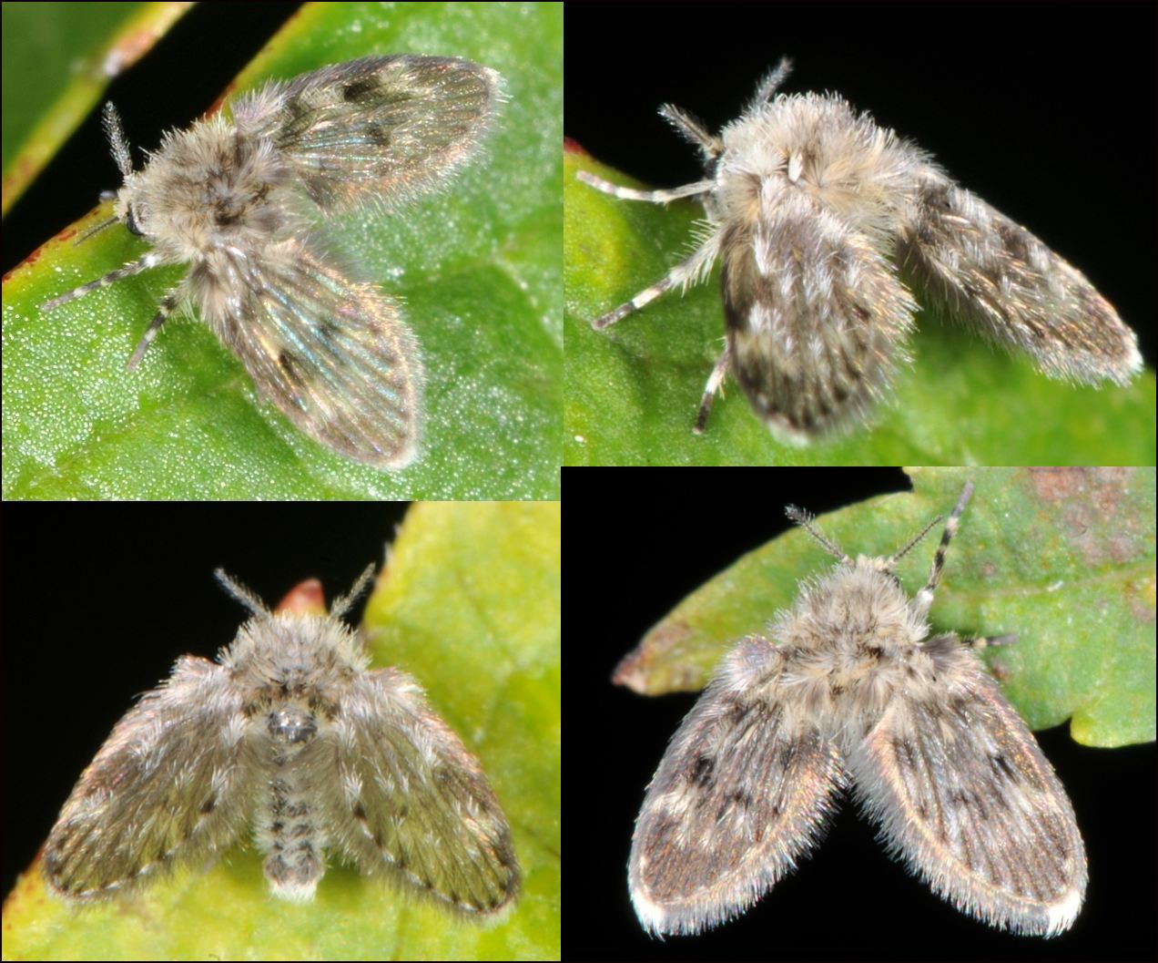 Diptera.info - Discussion Forum: Psychodidae_ID? (Pneumia sp.)