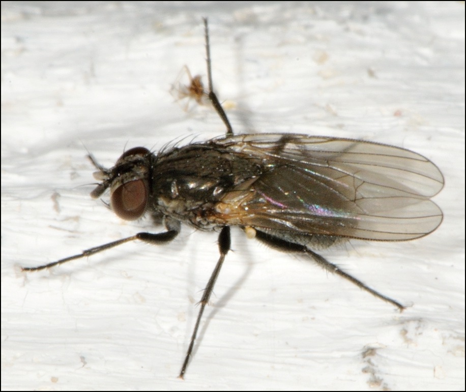 Diptera.info - Discussion Forum: Hydrotaea dentipes? (Fannia sp.(female)