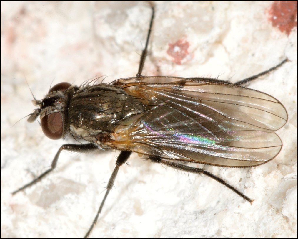 Diptera.info - Discussion Forum: Hydrotaea dentipes? (Fannia sp.(female)