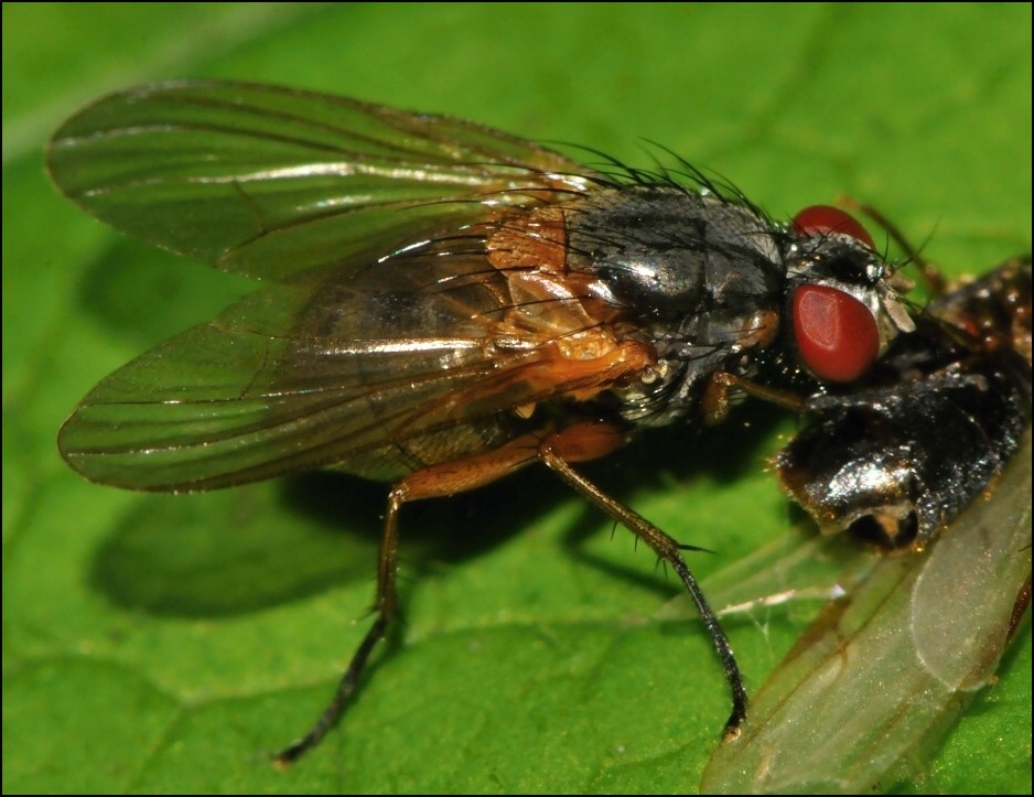 Diptera.info - Discussion Forum: Mydaea corni? (Mydaea humeralis/setifemur)