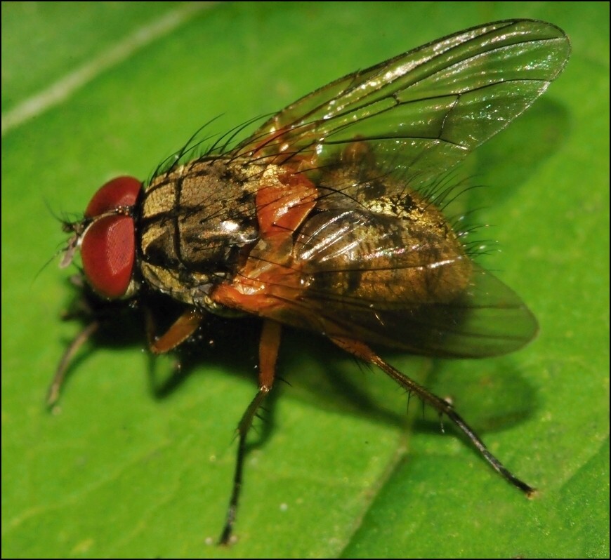 Diptera.info - Discussion Forum: Mydaea corni(male)? (Mydaea corni)