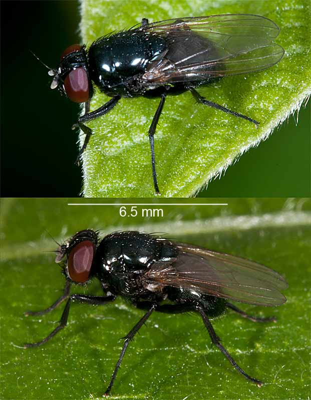 Diptera.info - Discussion Forum: Hydrotaea ignava, male