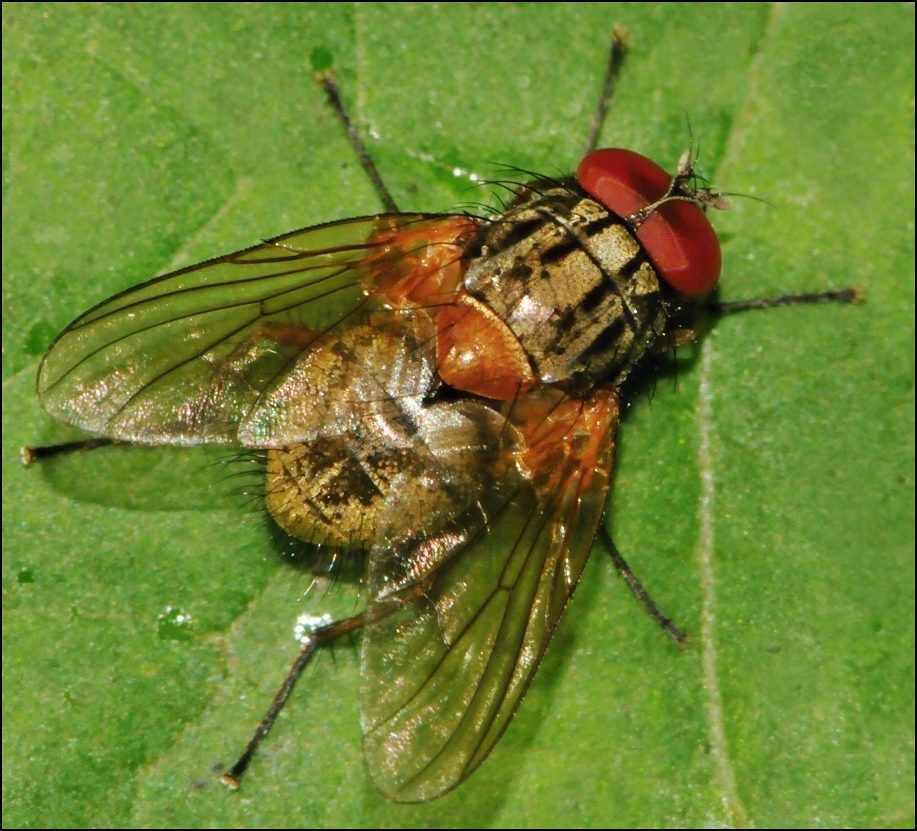 Diptera.info - Discussion Forum: Phaonia tuguriorum? (Mydaea corni)