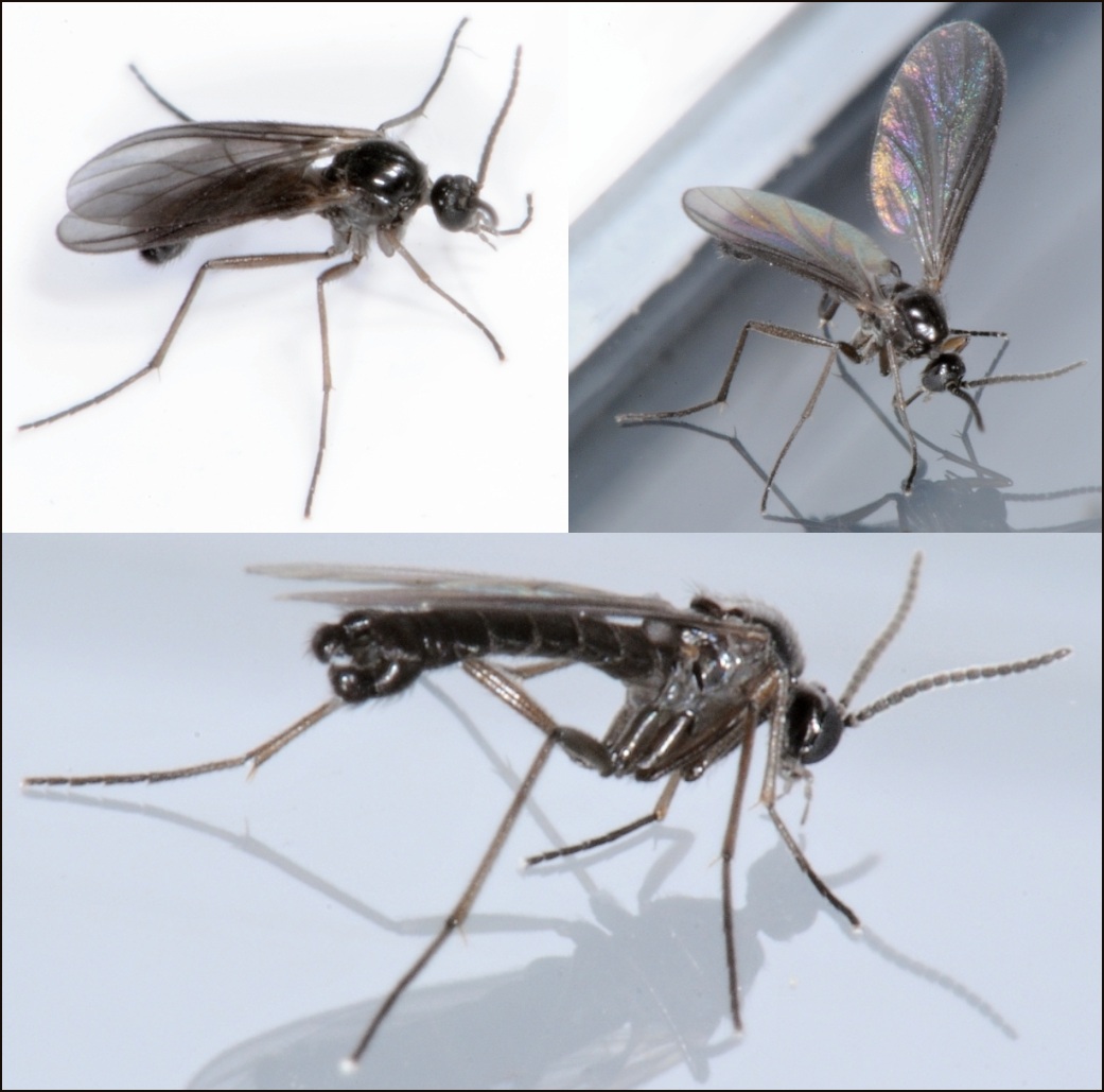 Diptera.info - Discussion Forum: Sciara humeralis? (Sciaridae)