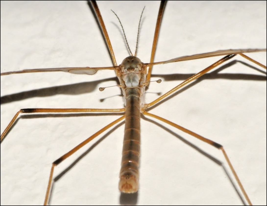 Diptera.info - Discussion Forum: Tipulidae_ID? (Tipulidae)