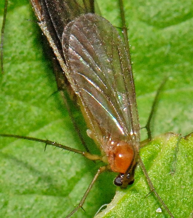 Diptera.info - Discussion Forum: Ditomyiidae