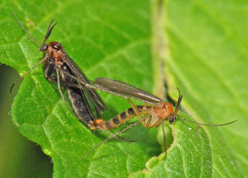 Diptera.info - Discussion Forum: Ditomyiidae