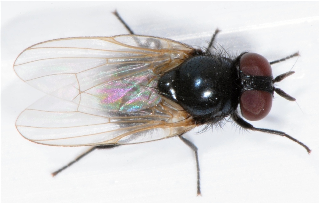 Diptera.info - Discussion Forum: Hydrotaea capensis? (Lonchaea sp.(male)