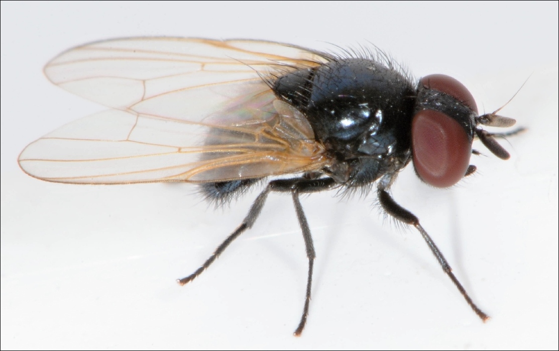 Diptera.info - Discussion Forum: Hydrotaea capensis? (Lonchaea sp.(male)