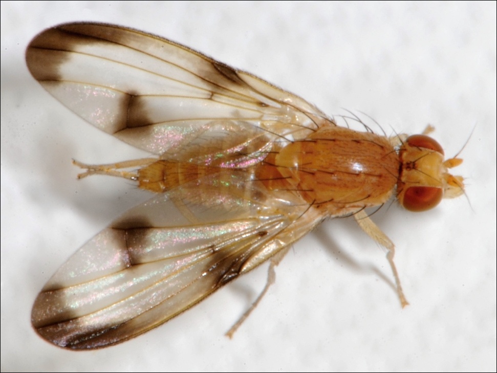 Diptera.info - Discussion Forum: Palloptera trimacula? (Pallopteridae)