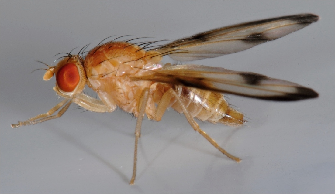 Diptera.info - Discussion Forum: Palloptera trimacula? (Pallopteridae)