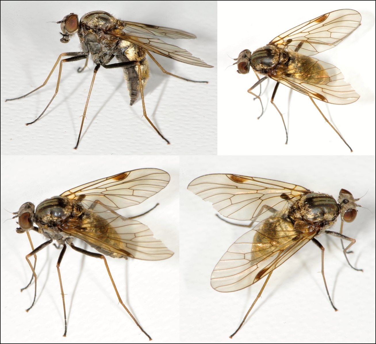 Diptera.info - Discussion Forum: Chrysopilus splendidus? (Chrysopilus cristatus(female)