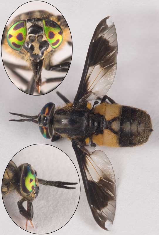 Diptera.info - Discussion Forum: Tabanidae id
