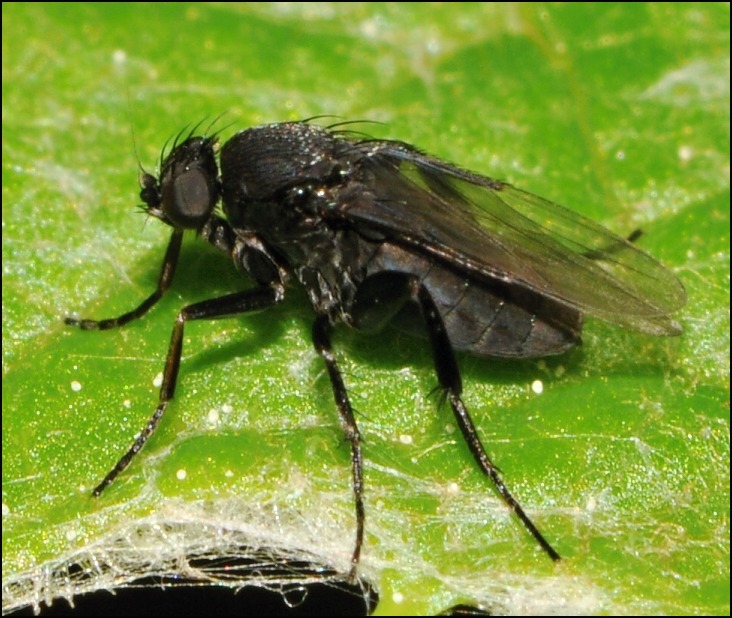 Diptera.info - Discussion Forum: Diplonevra nitidula? (Diplonevra cf ...