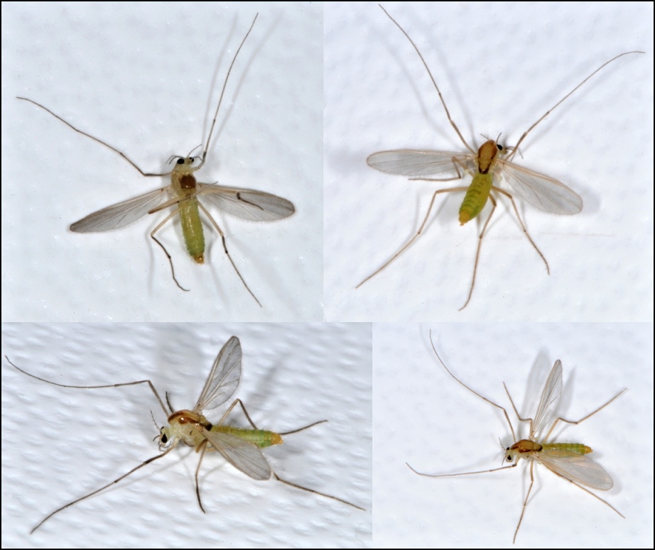 Diptera.info - Discussion Forum: Tanytarsini? (Tanytarsini(female)