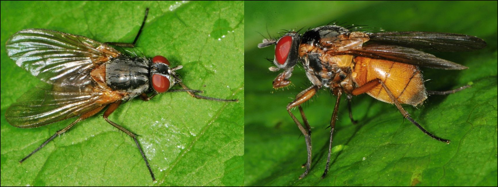 Diptera.info - Discussion Forum: Mydaea humeralis? (Mydaea corni ...