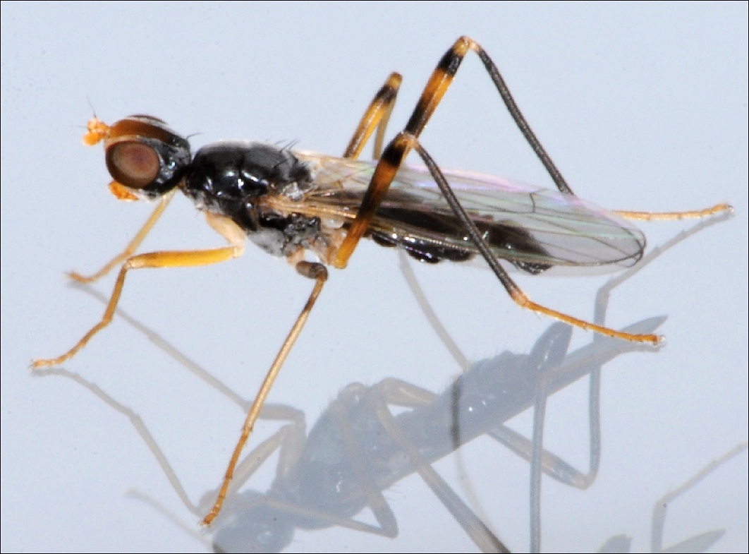 Diptera.info - Discussion Forum: Micropezidae_ID? (Micropezidae)