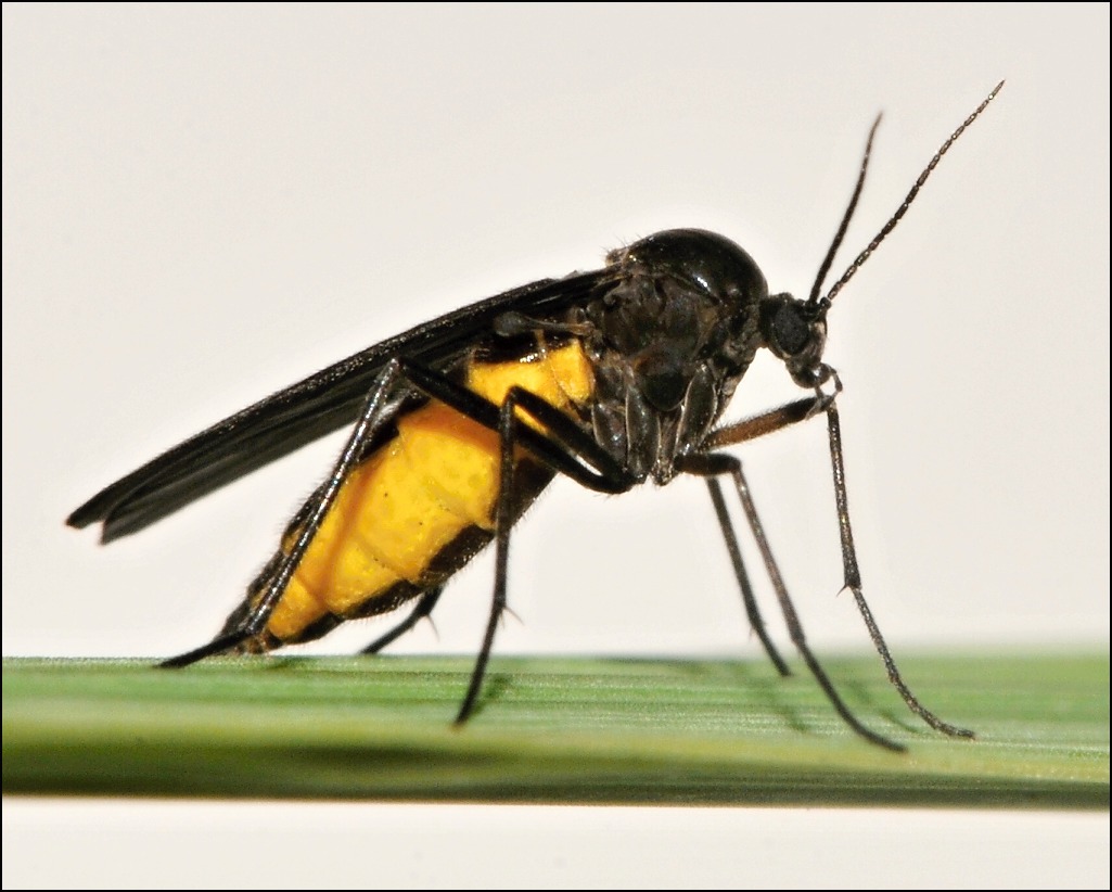 Diptera.info - Discussion Forum: Sciara analis Schiner? (Sciara cf ...