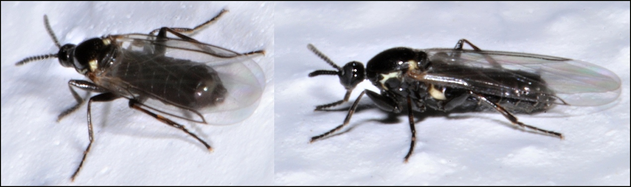 Diptera.info - Discussion Forum: Scatopse notata? (Scatopse notata(male)