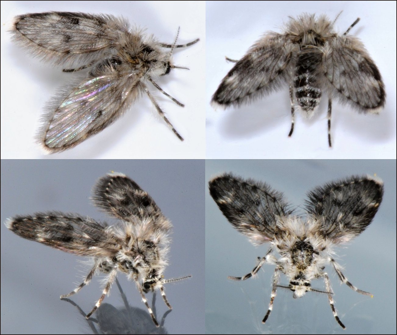 Diptera.info - Discussion Forum: Pericoma sp.? (Pericomaini(female)