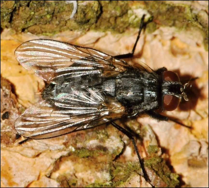 Diptera.info - Discussion Forum: Polietes domitor? (Hydrotaea sp.(female)