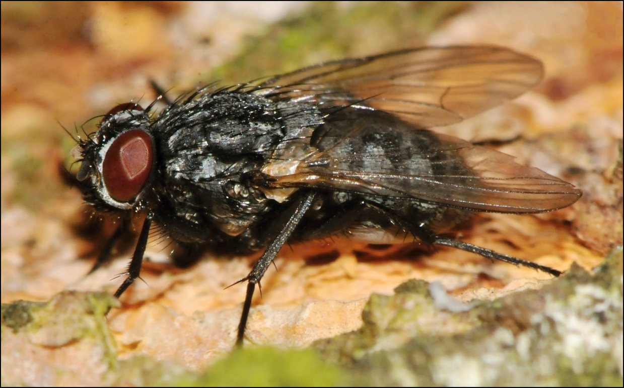 Diptera.info - Discussion Forum: Polietes domitor? (Hydrotaea sp.(female)