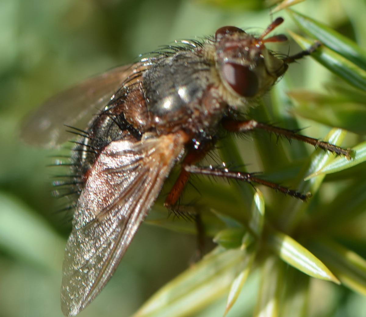 Diptera.info - Discussion Forum: Tachina sp. from Spain