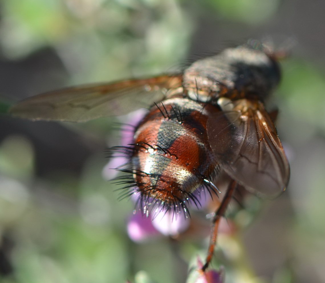 Diptera.info - Discussion Forum: Tachina sp. from Spain