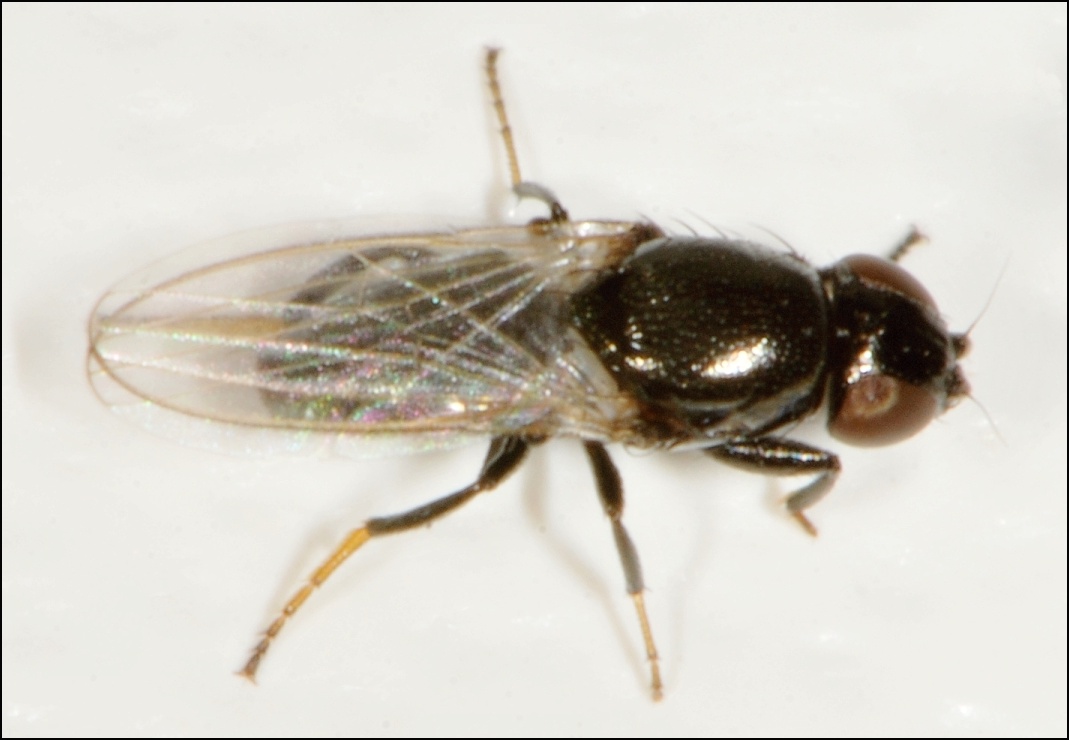 Diptera.info - Discussion Forum: Discomyza incurva? (Madiza glabra(female)