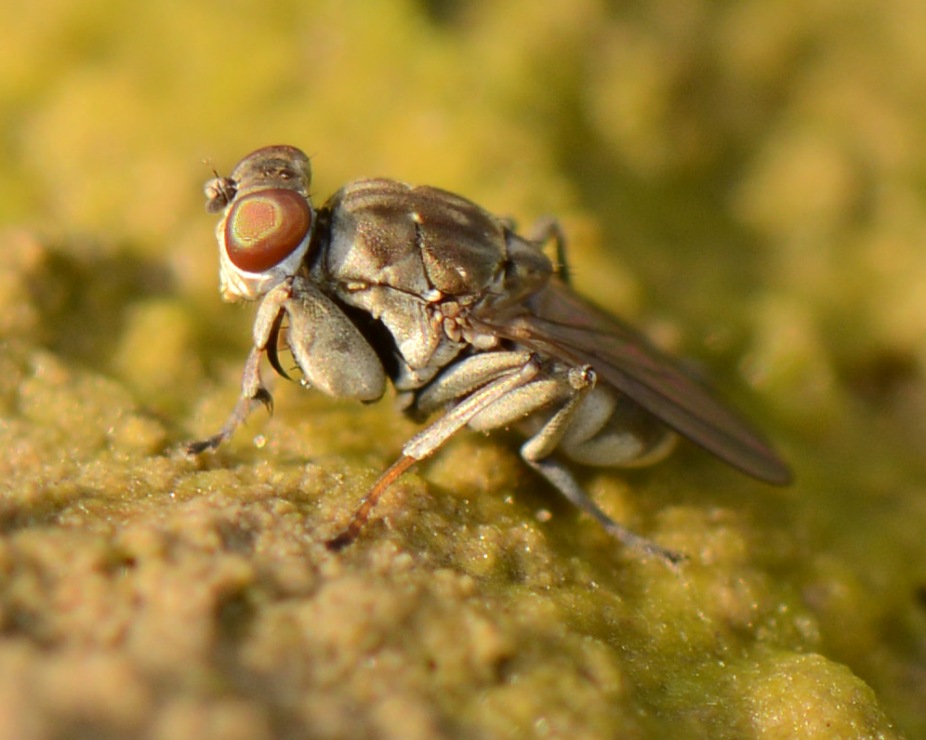Diptera.info - Discussion Forum: Diptera sp?
