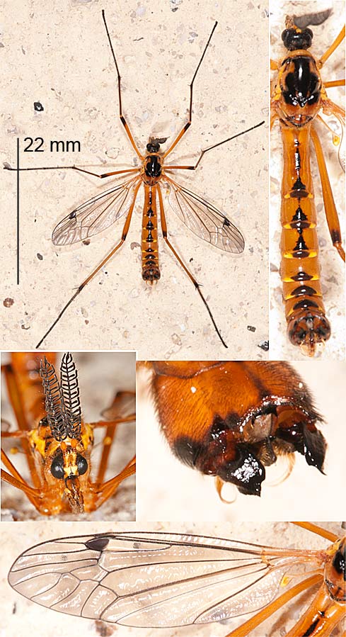 Diptera.info - Discussion Forum: Tipulidae id