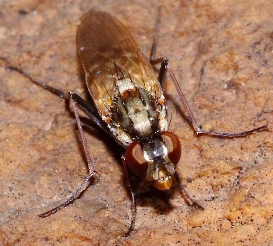 Diptera.info - Discussion Forum: Lispe nana; Southern Spain