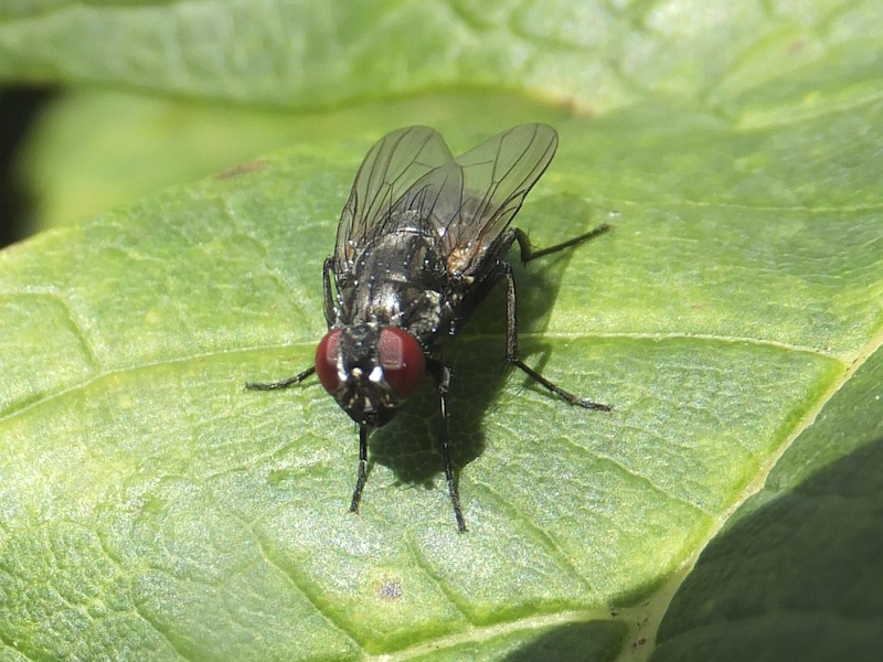 Diptera.info - Discussion Forum: Which fly?