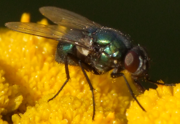Diptera.info - Discussion Forum: Pyrellia/Eudasyphora