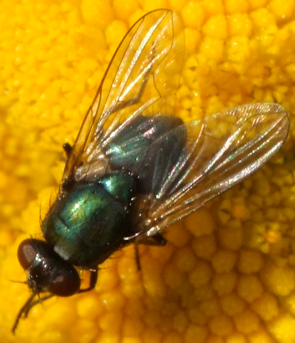 Diptera.info - Discussion Forum: Pyrellia/Eudasyphora