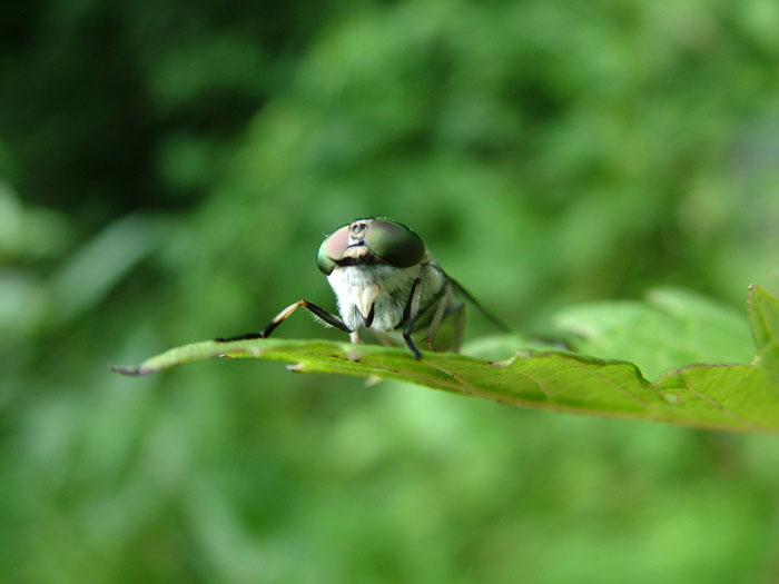 Diptera.info - Discussion Forum: Tabanidae, from Romania--->Tabanus ...