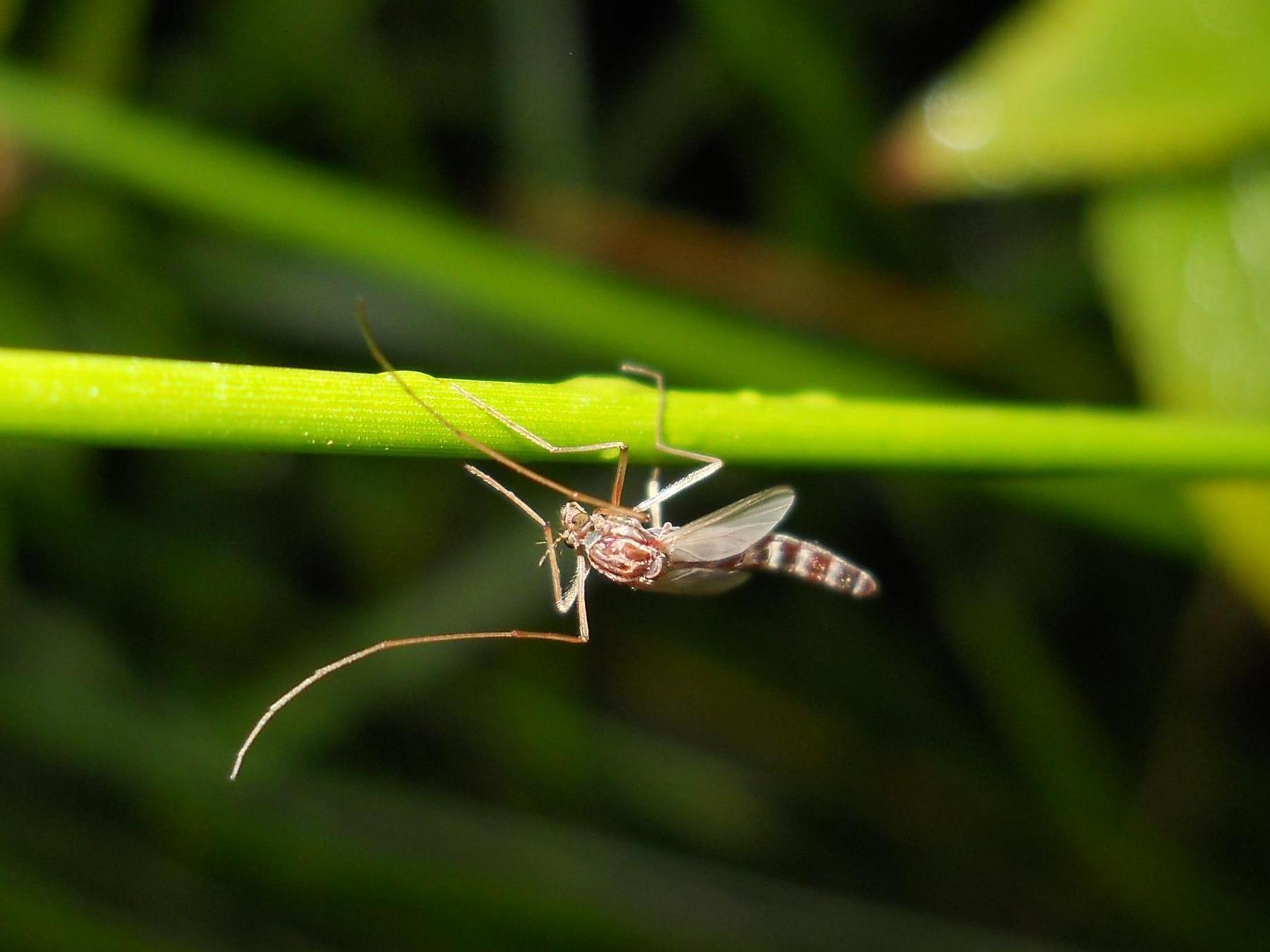 Diptera.info - Discussion Forum: Chironomidae? for ID - UK