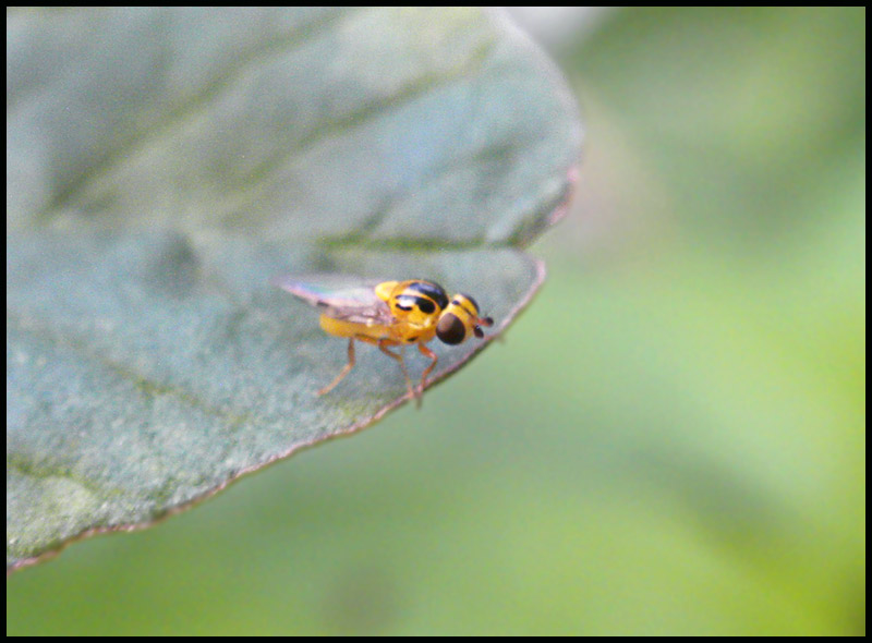 Diptera.info - Discussion Forum: Really small yellow fly