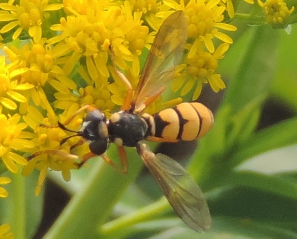 Diptera.info - Discussion Forum: Leopoldius signatus?