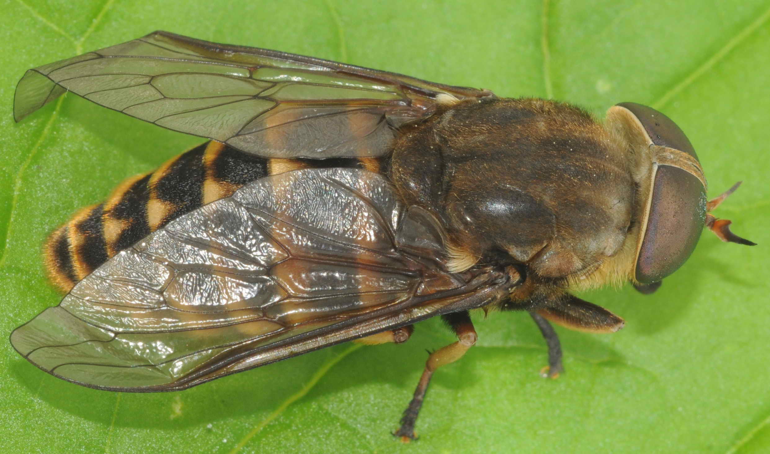 Diptera.info - Discussion Forum: Tabanus ID --> Tabanus sudeticus