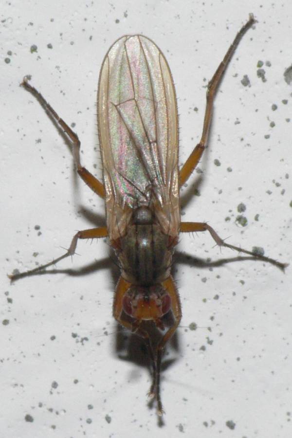 Diptera.info - Discussion Forum: Heleomyzidae from 18.11.11: Eccoptomera microps? --> confirmed
