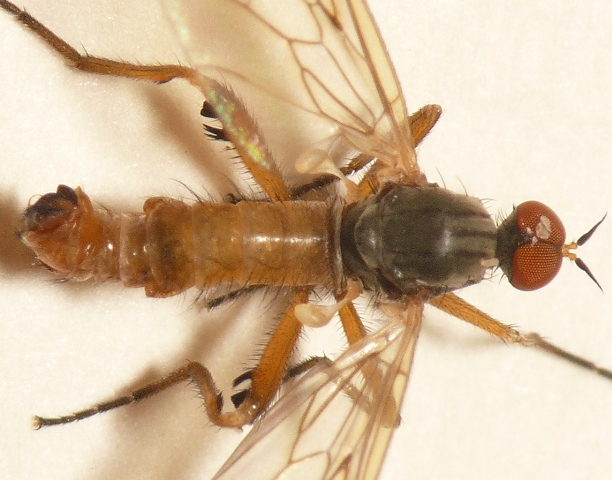 Diptera.info - Discussion Forum: Empididae ID=>Rhamphomyia barbata